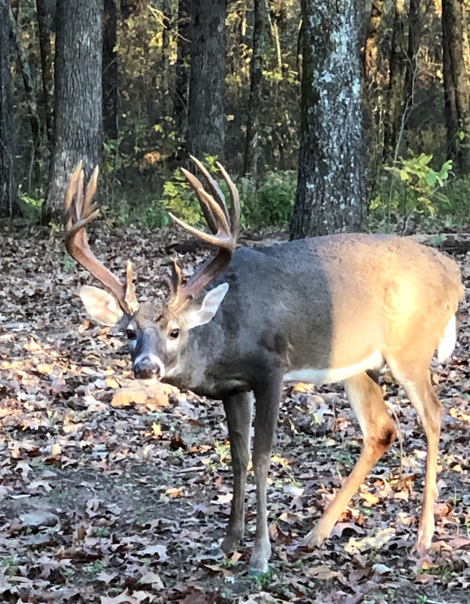 Trophy Whitetail Deer Hunts OK | High Fence, Guaranteed Whitetail Hunts ...
