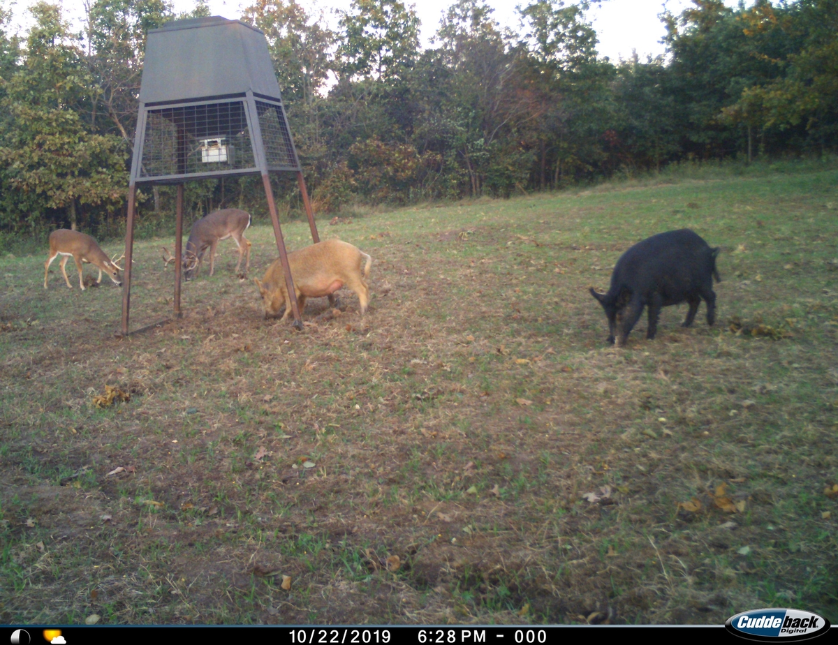 Wild Hog Hunts | Hog Hunting Ranch in Oklahoma