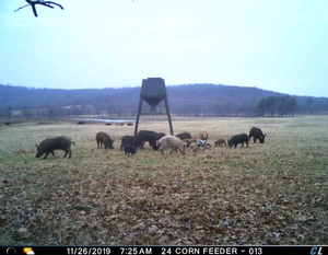 Wild Hog Hunts | Hog Hunting Ranch in Oklahoma