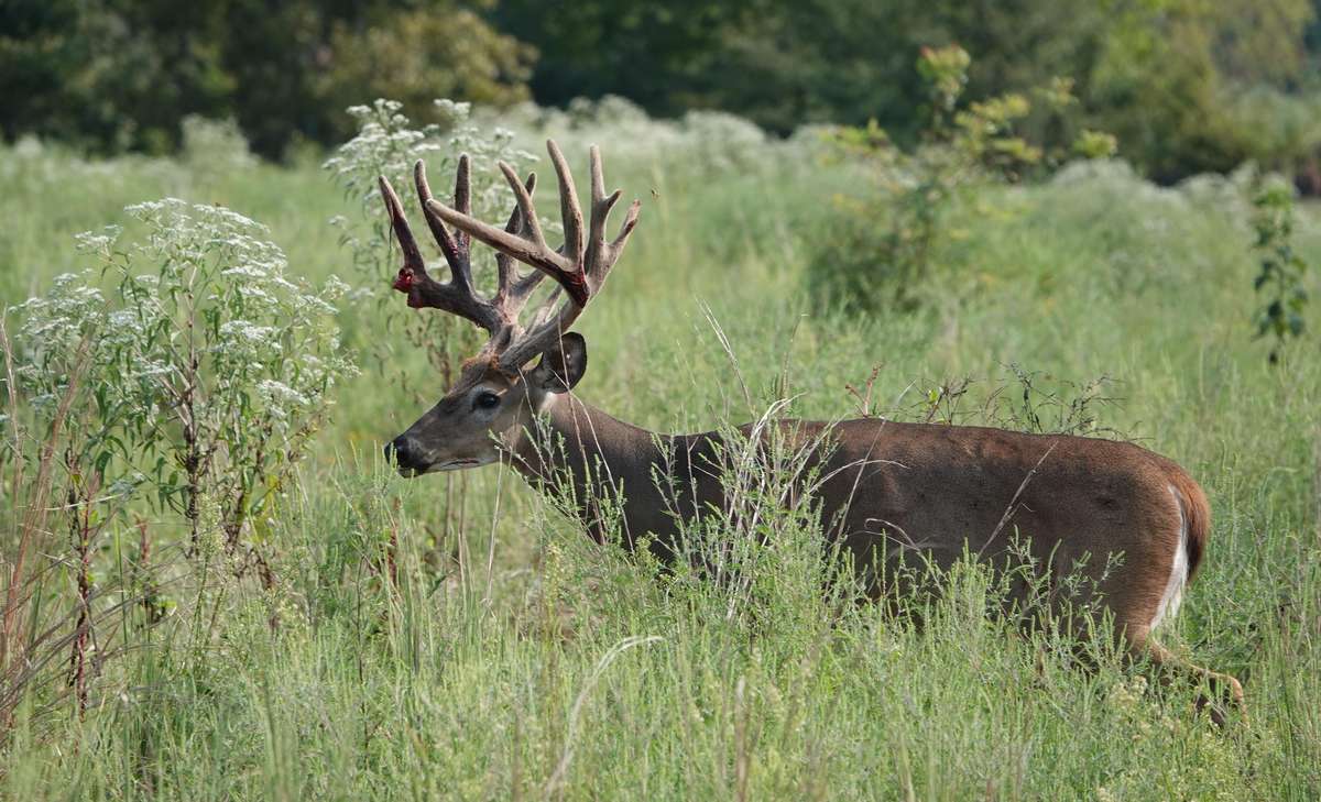Trophy Whitetail Deer Hunts OK | High Fence, Guaranteed Whitetail Hunts ...