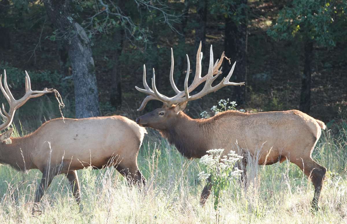 Trophy Elk Hunts Oklahoma | Guided Elk Hunts