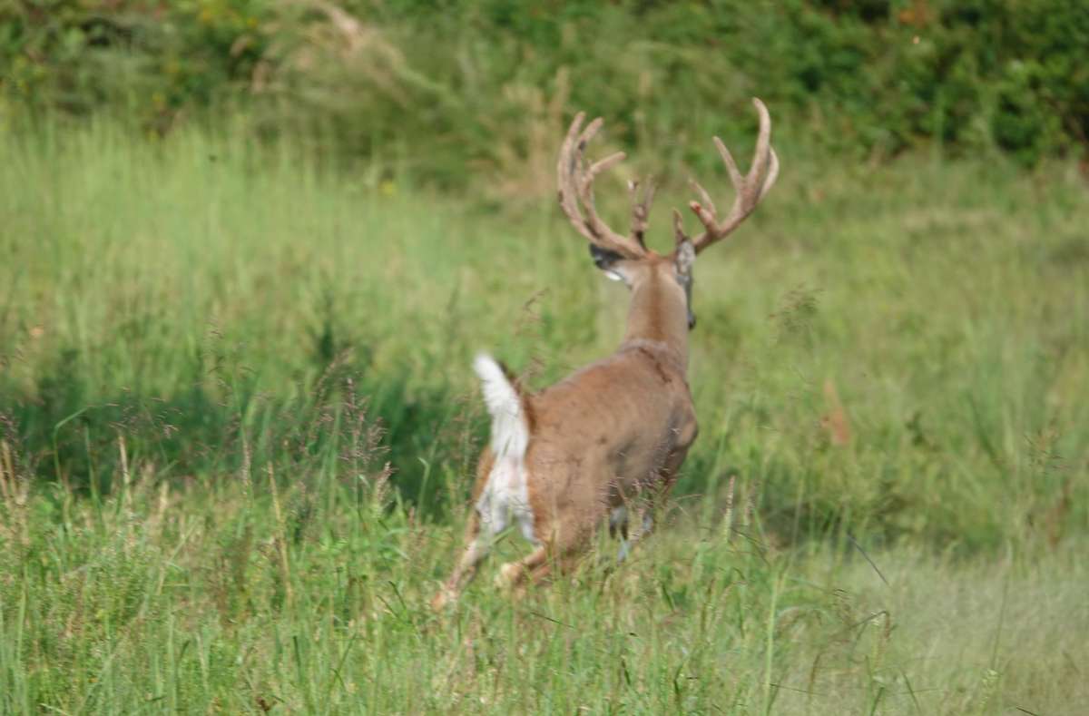 Trophy Whitetail Deer Hunts OK | High Fence, Guaranteed Whitetail Hunts ...