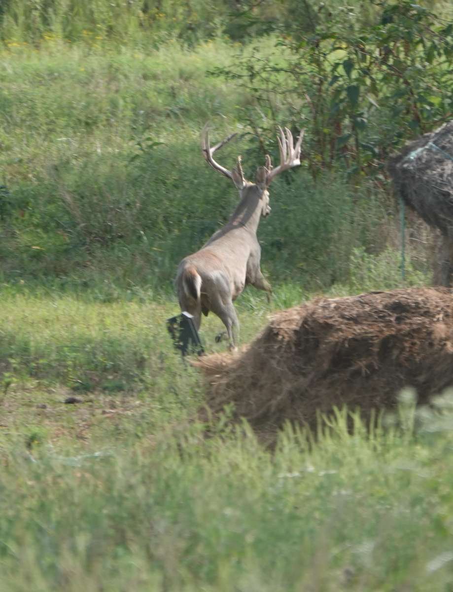 Trophy Whitetail Deer Hunts OK | High Fence, Guaranteed Whitetail Hunts ...