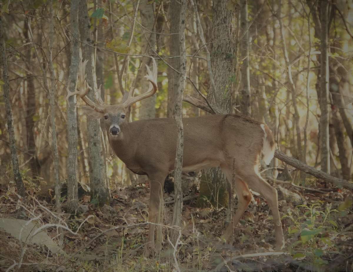 Trophy Whitetail Deer Hunts OK | High Fence, Guaranteed Whitetail Hunts ...