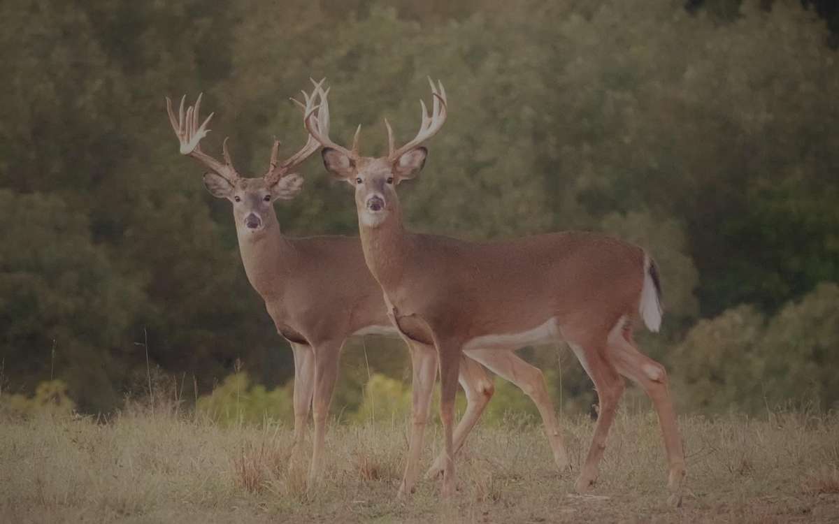Trophy Whitetail Deer Hunts OK | High Fence, Guaranteed Whitetail Hunts ...